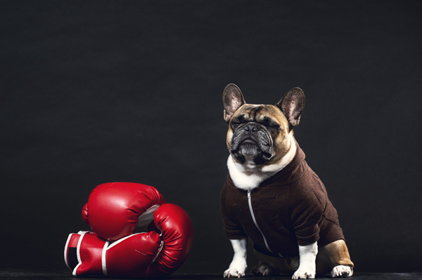 IS YOUR DOG THE BOSS? SIX SIGNS YOU ARE LOSING THE BATTLE! – Preppy ...